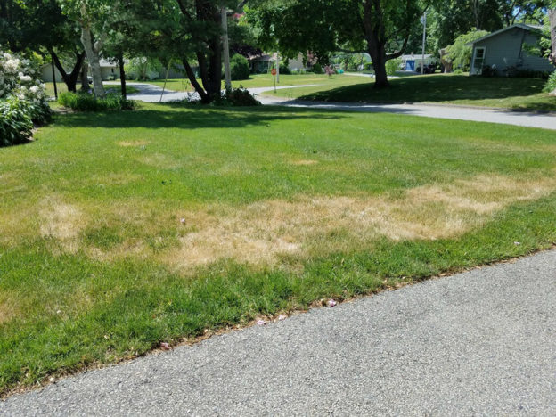Drought Conditions Affecting Your Lawn - Fresh Lawn Care